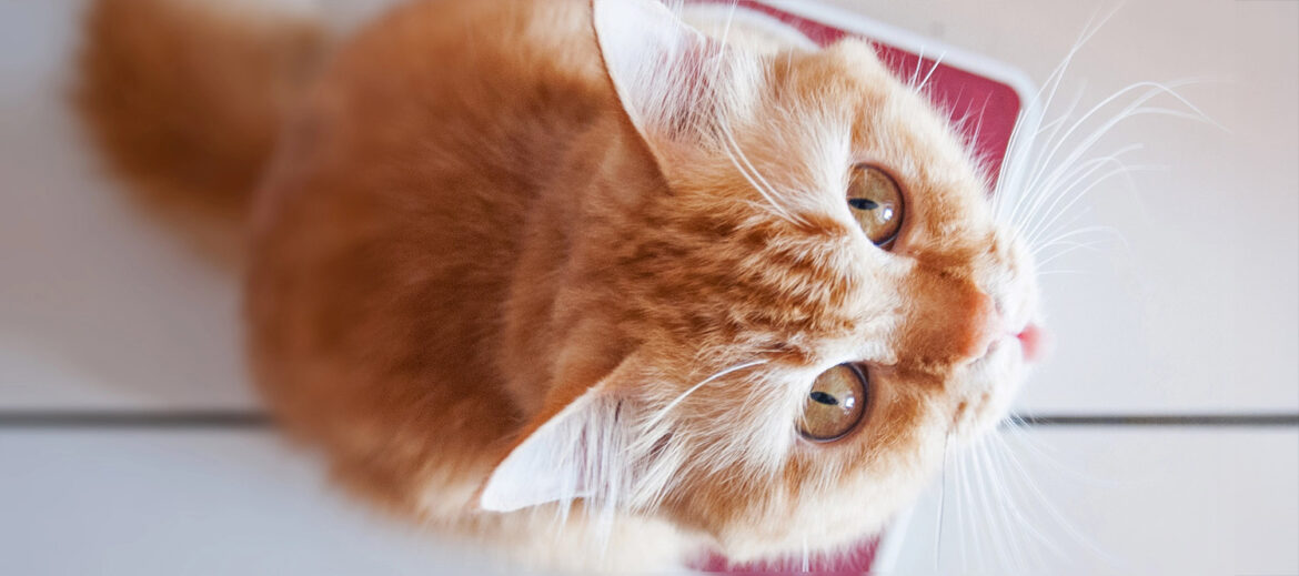 Is Your Cat’s Prescription Weight-Loss Food Actually Helping… or ...